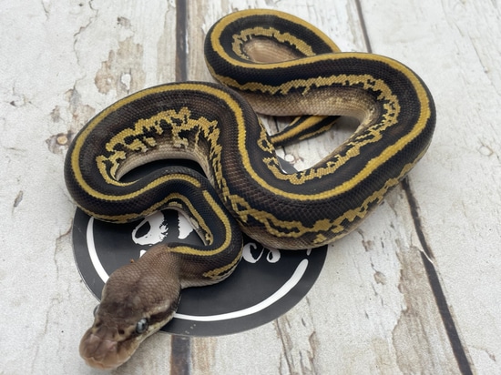 Blackhead Pastel Leopard Mojave Het Pied Ball Python by Srs Exotics