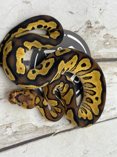 2024 Redstripe YB Clown Ball Python by Srs Exotics