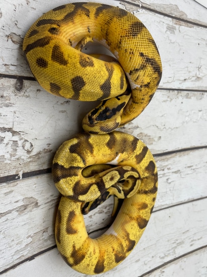 Super Enchi Pied Ball Python by Srs Exotics