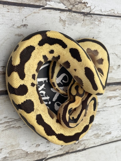 Super Orange Dream Leopard Fire Yellowbelly Het Clown Ball Python by ...