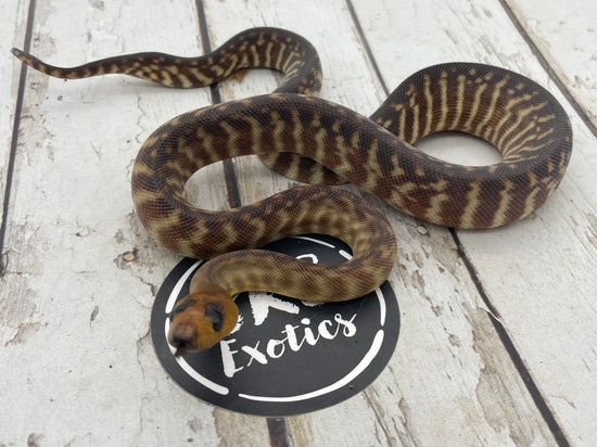 Woma Python by Srs Exotics