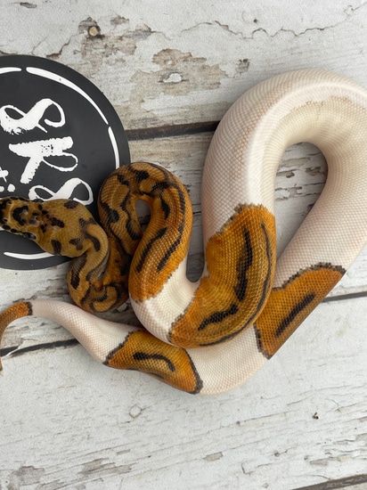 Clown Pied Ball Python by Srs Exotics