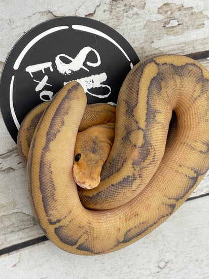 Champagne Enchi Orange Dream Poss Yellowbelly Ball Python by Srs Exotics