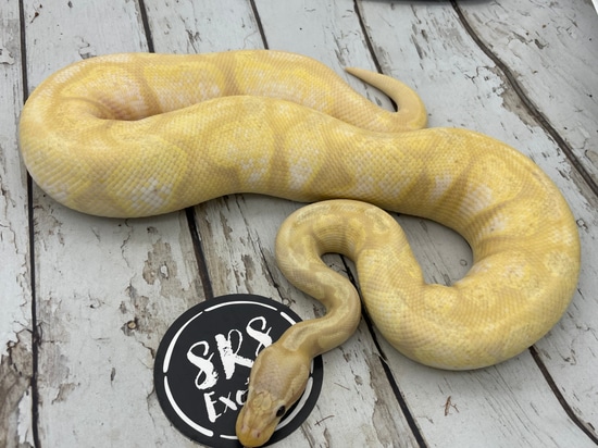 Pastel Enchi Super Banana Ball Python by Srs Exotics