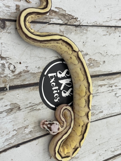 Super Pastel SuperStripe Ball Python by Srs Exotics
