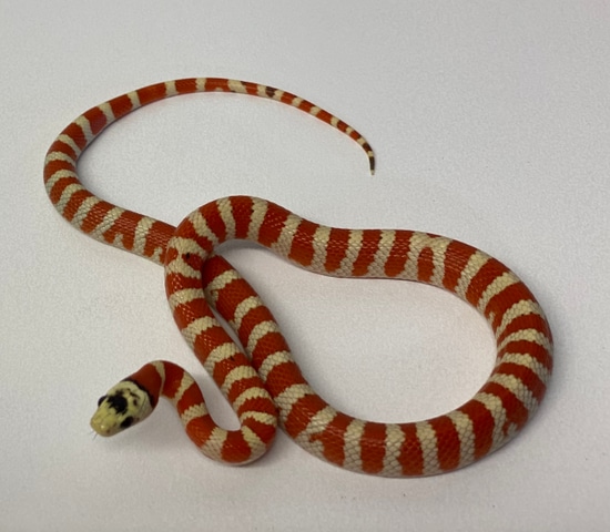 Applegate Pyro Arizona Mtn King Arizona Mountain Kingsnake by Medina ...