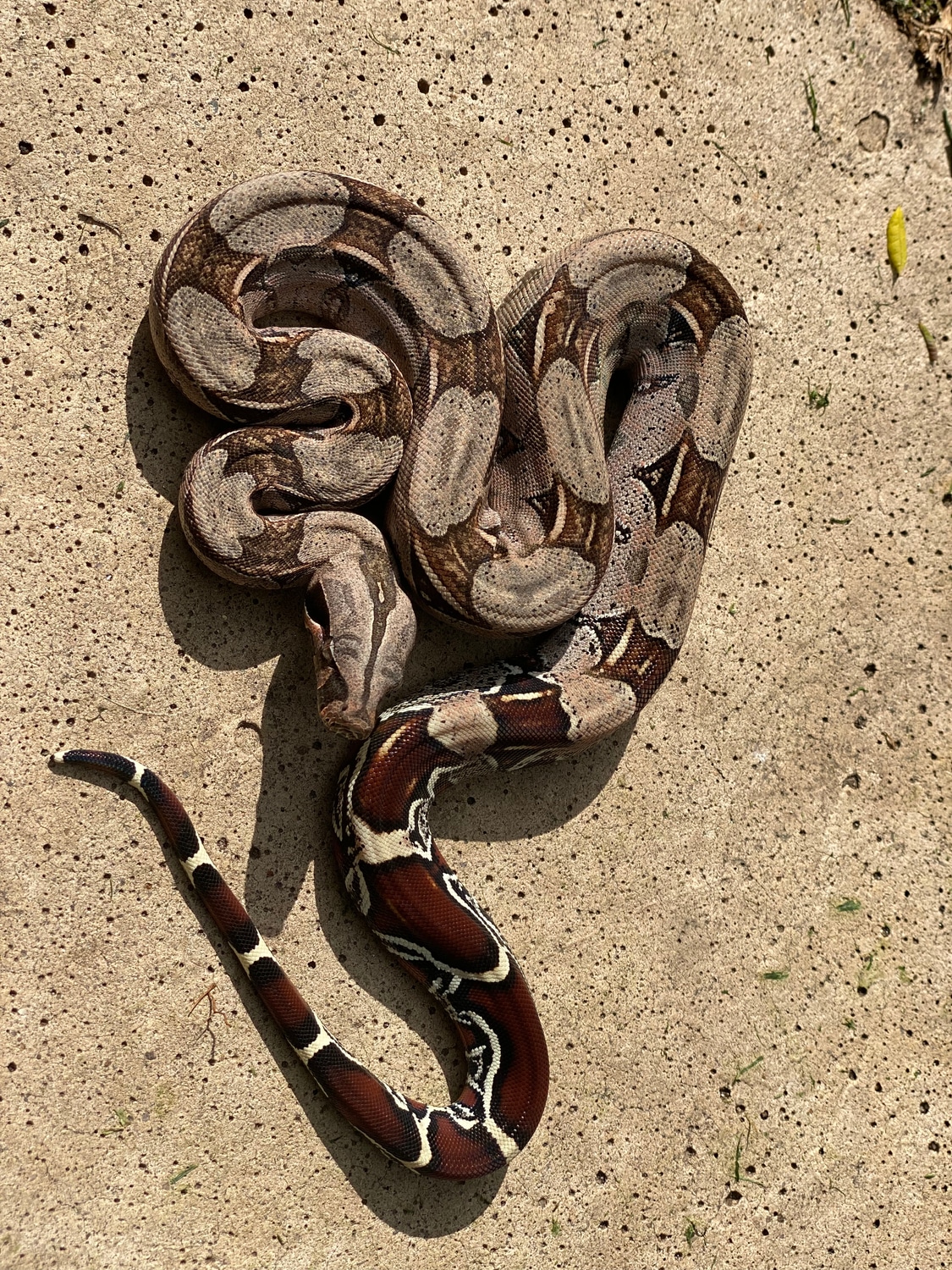 Guyana Boa True Red-tailed Boa Constrictor by Medina Reptiles - MorphMarket