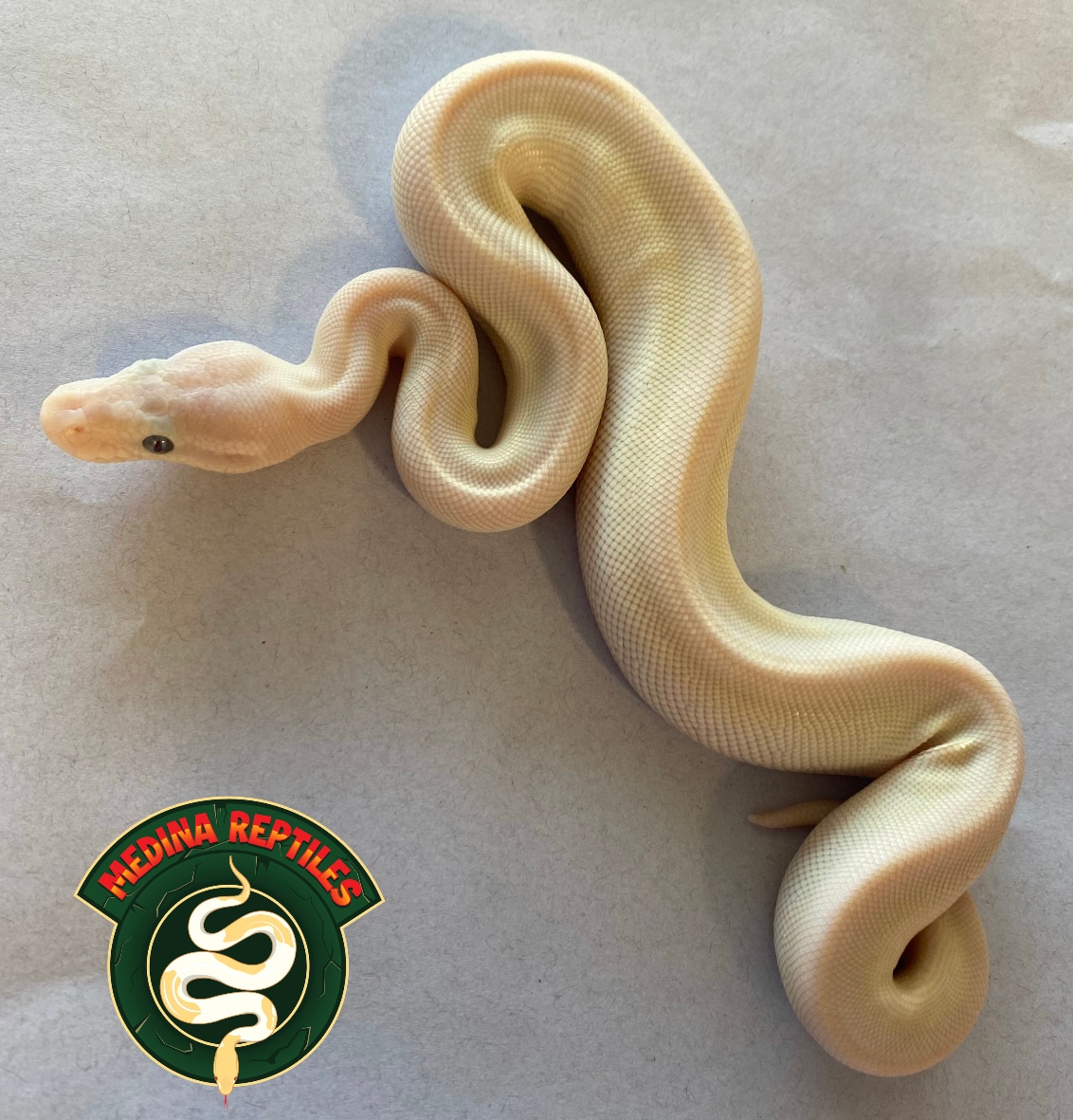 Super Mojave BEL Ball Python by Medina Reptiles - MorphMarket