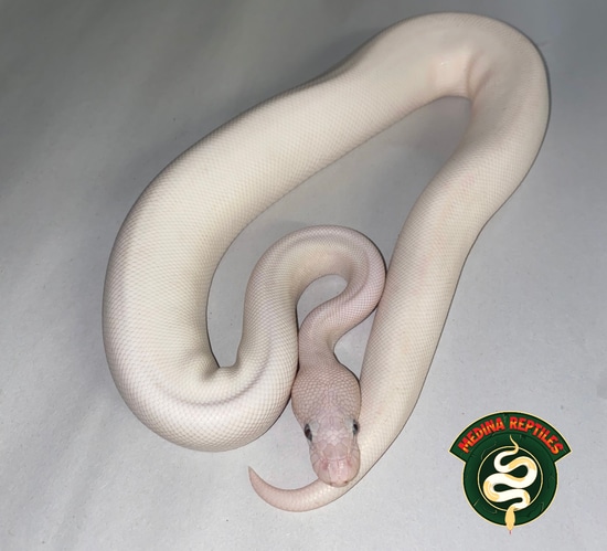BEL Super Lesser Ball Python by Medina Reptiles