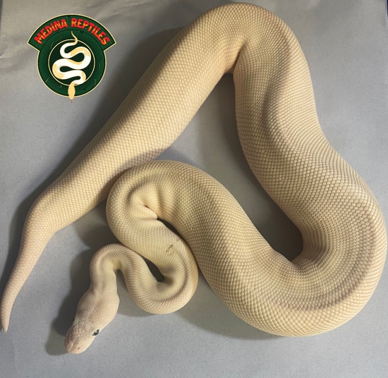 Blue Eye Lucy RTB Ball Python by Medina Reptiles