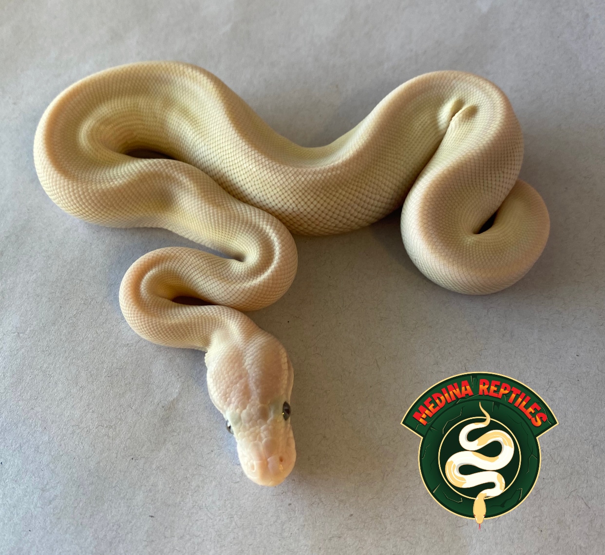 BEL (Super Mojave) Ball Python by Medina Reptiles - MorphMarket