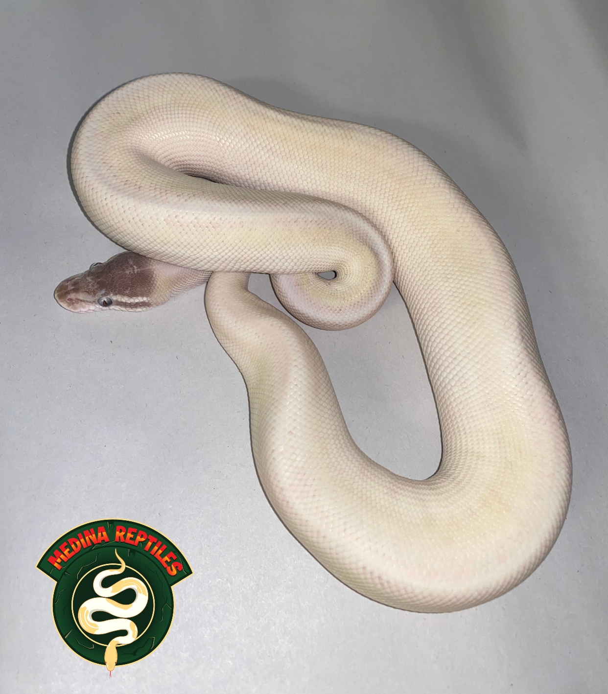 Blue Eye Lucy (Super Mojave) Ball Python by Medina Reptiles - MorphMarket