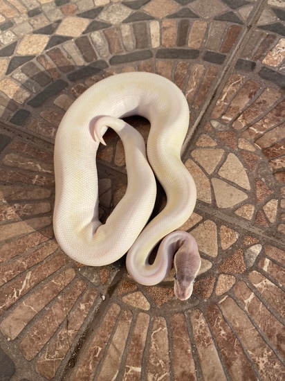 Blue Eye Lucy Ball Python by Medina Reptiles