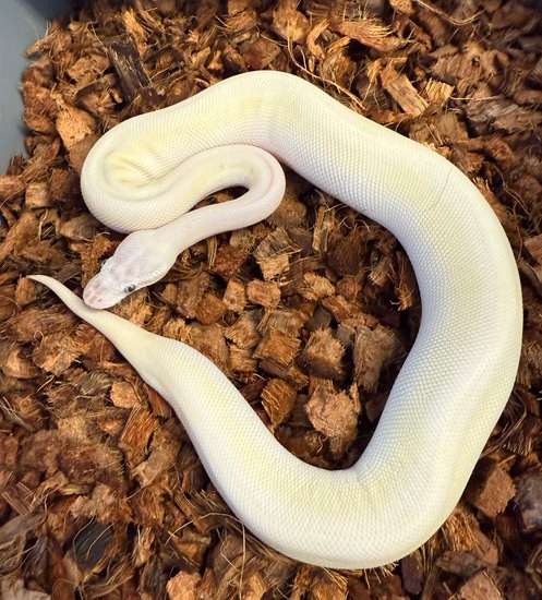 BEL (Super Mojave) Ball Python by Medina Reptiles