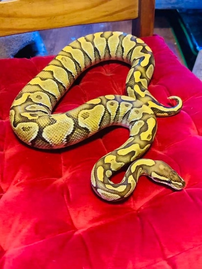 Gaia Ball Python by Sassy Serpents