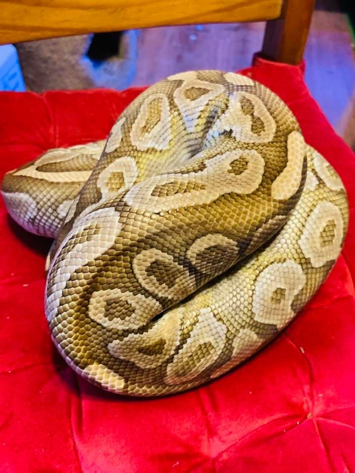 Sahara Ball Python by Sassy Serpents - MorphMarket