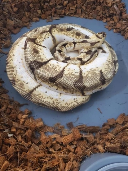Cha-Cha Ball Python by Sassy Serpents - MorphMarket