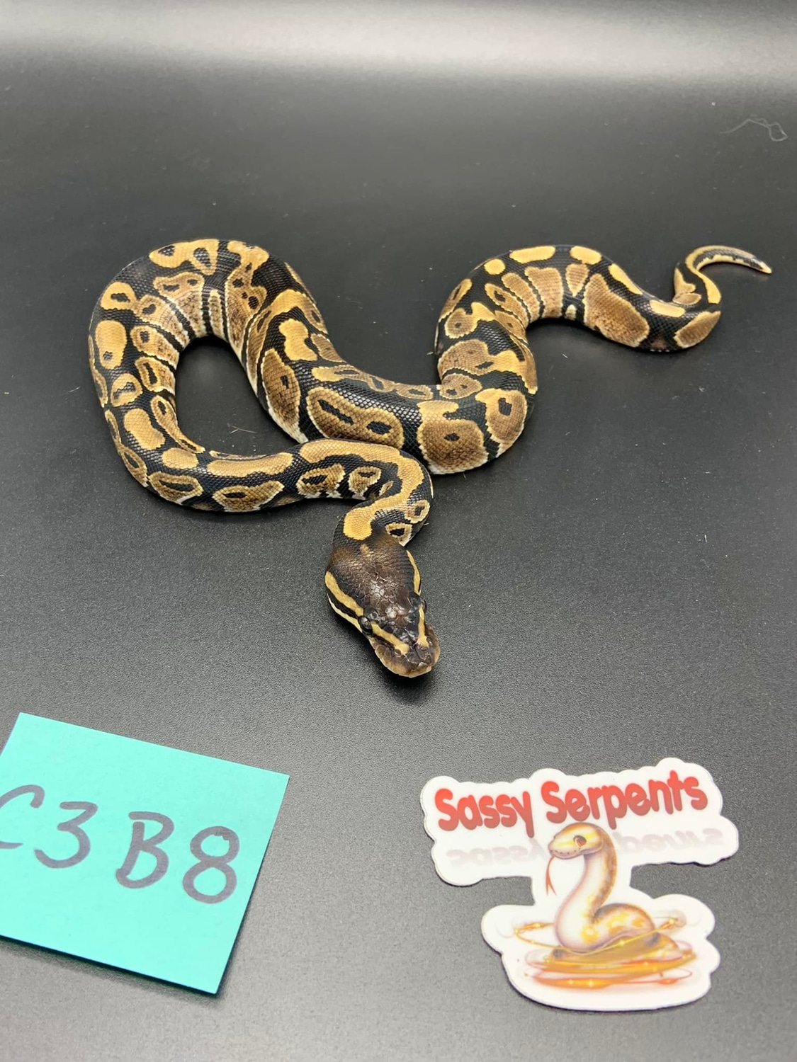 Normal 50% Het Pied - 2022-Clutch3-Baby8 Ball Python by Sassy Serpents ...