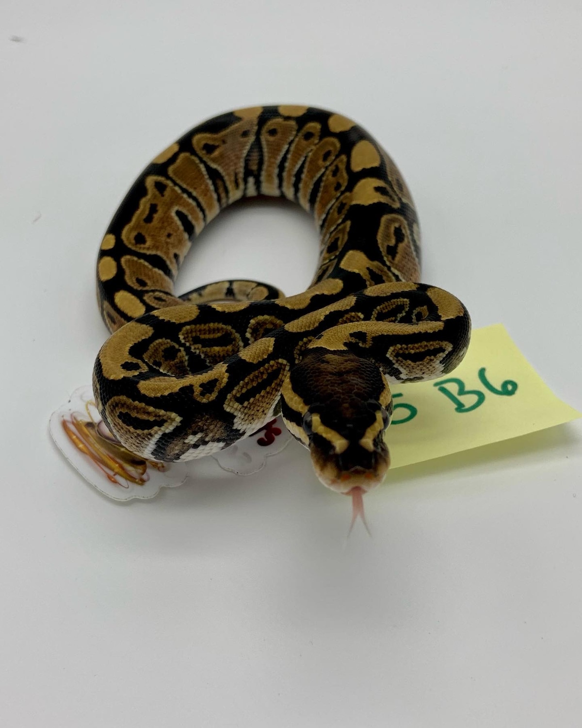 2022 Female Wild Type 50% Het Pied Ball Python by Sassy Serpents ...