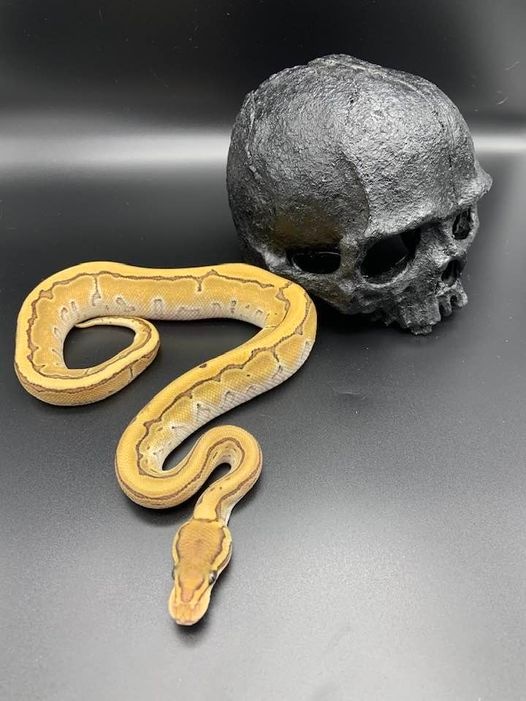 Pinstripe, Enchi, Mojave Ball Python by Sassy Serpents - MorphMarket