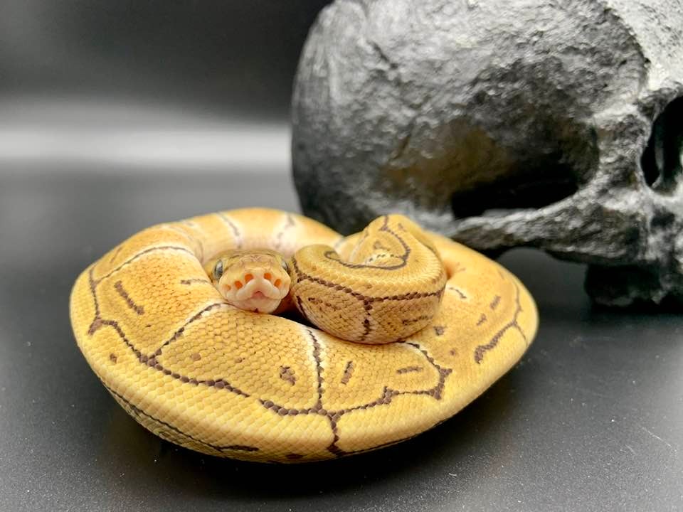 Kingpin Ball Python by Sassy Serpents - MorphMarket