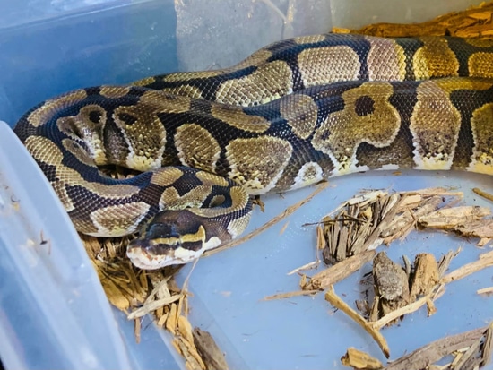 Piglet Ball Python by Sassy Serpents