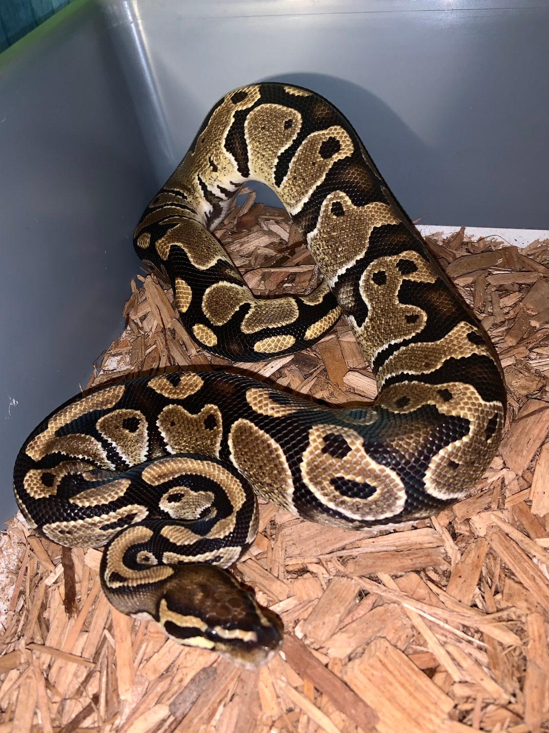 Double Het - Hypo & Pied Ball Python by Sassy Serpents - MorphMarket