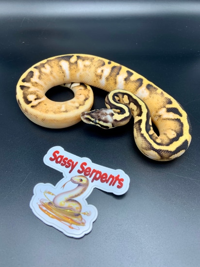 BubbleGum Ball Python by Sassy Serpents