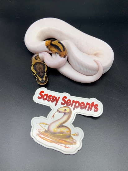 Pied - High White Ball Python by Sassy Serpents