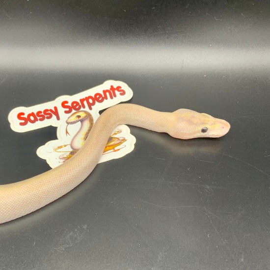 Ivory Ball Python by Sassy Serpents