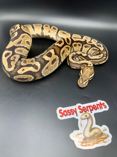 Fire Ball Python by Sassy Serpents