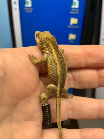 Baby Gargoyle Orange Stripe Gargoyle Gecko by Sassy Serpents