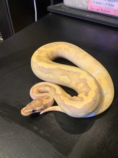 Jupiter Ball Python by Sassy Serpents