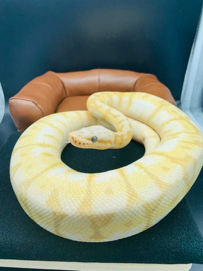 Maui - Sweet Banana Spider Adult Ball Python - Great, Gentle Companion ...