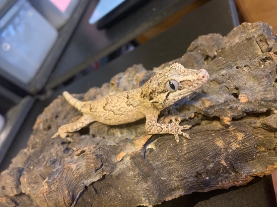 Black Friday CV Garg Gargoyle Gecko by Sassy Serpents