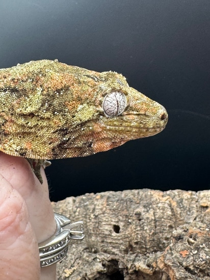 *Video!* Mossy Male RTB Pine Island Chahoua 'Chewie' Gecko Chahoua ...