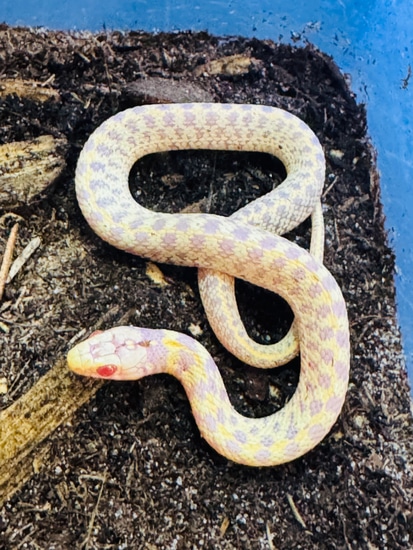 0.1 Baby Checkered Albino Garter Snake by Sassy Serpents