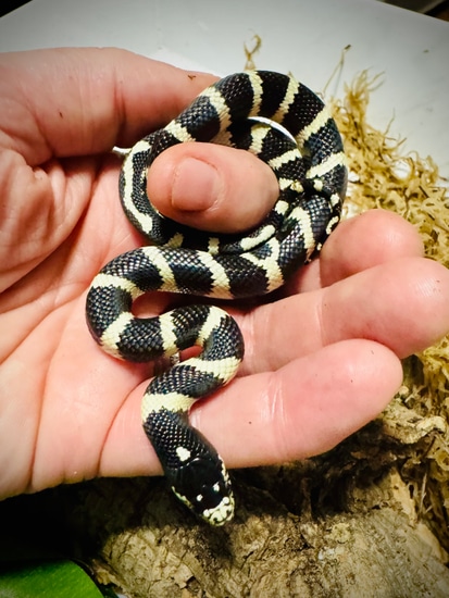 Black & White Banded California Kingsnake by Sassy Serpents