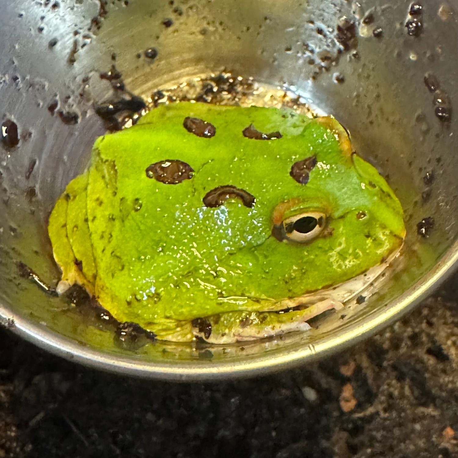 Matcha Pacman Frog