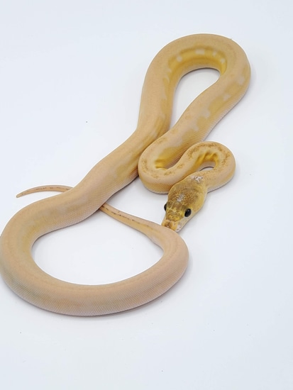 Ultra Ivory Super Tiger Sunfire Reticulated Python by Scales Of Glory