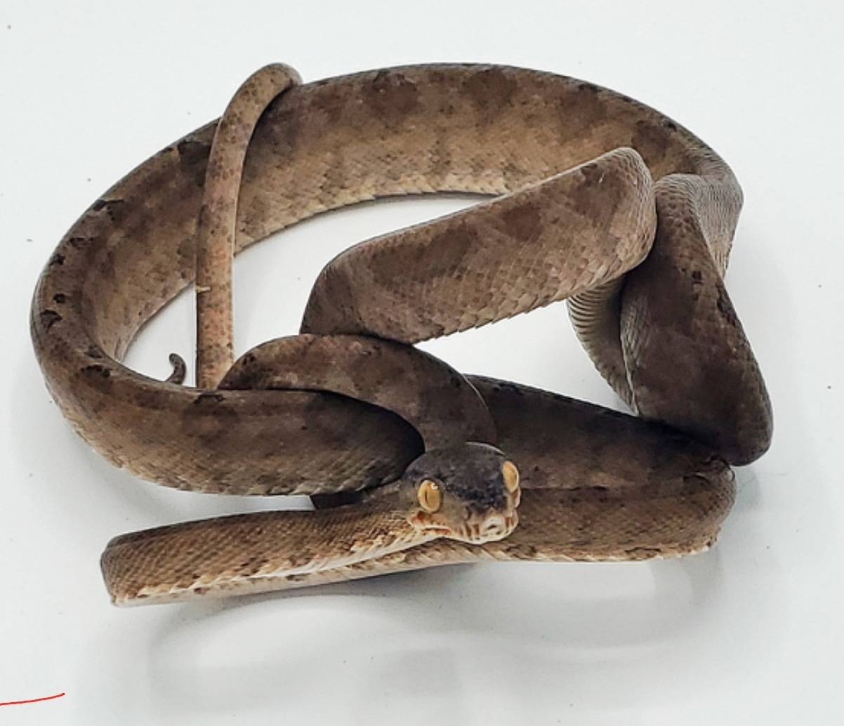 Garden Phase Amazon Tree Boa by Scales Of Glory - MorphMarket