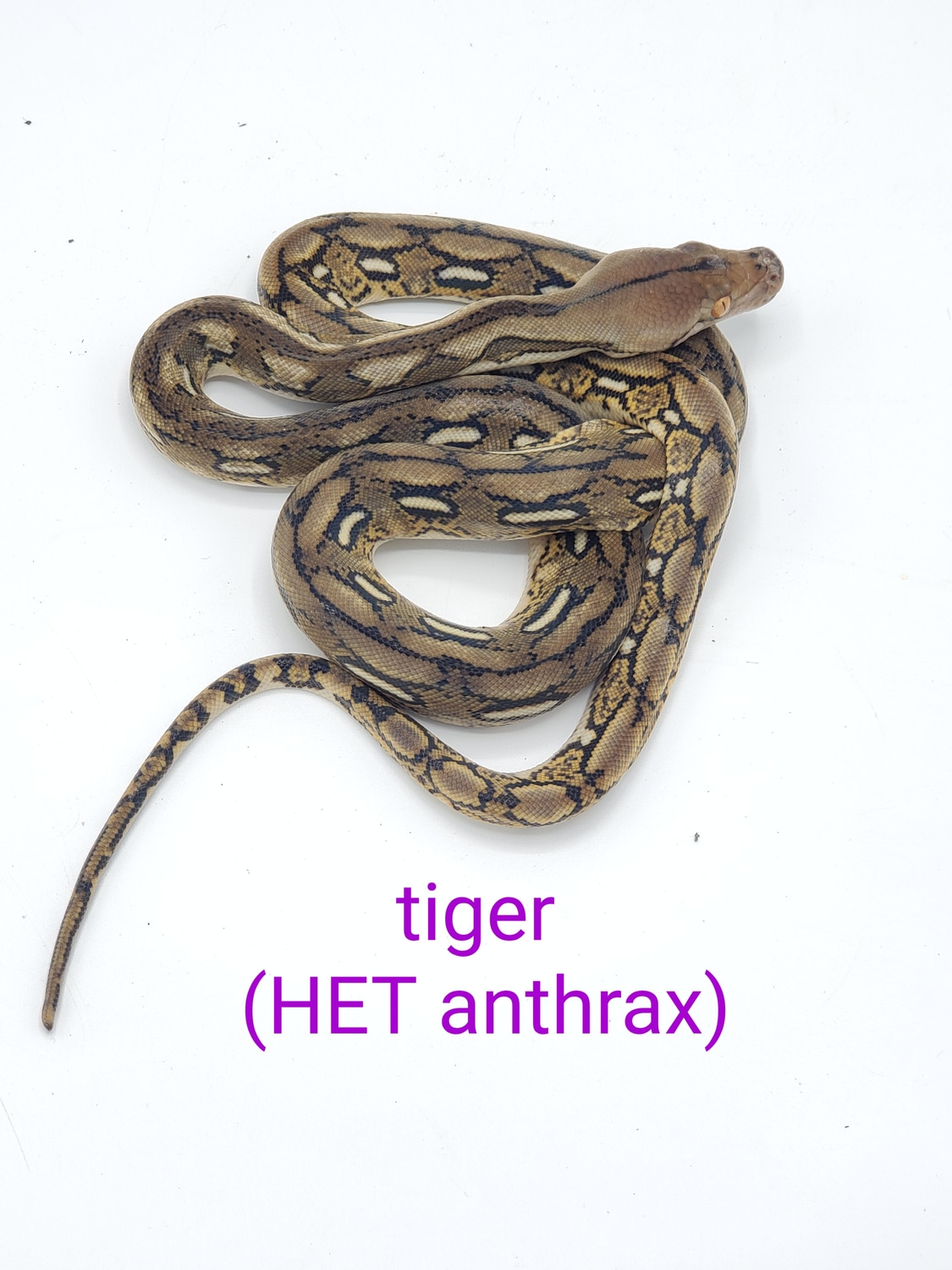 Tiger Granite Back Reticulated Python by Scales Of Glory - MorphMarket