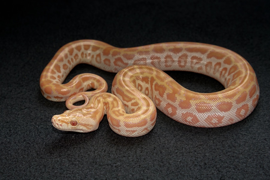 Pearl Burmese Python by Slitherpets - MorphMarket
