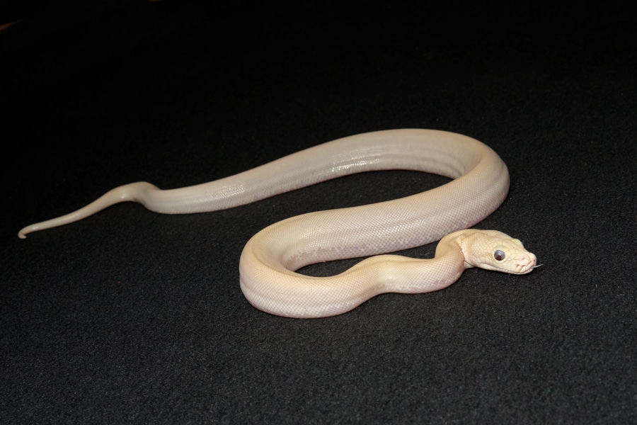 Ivory Burmese Python by Slitherpets - MorphMarket