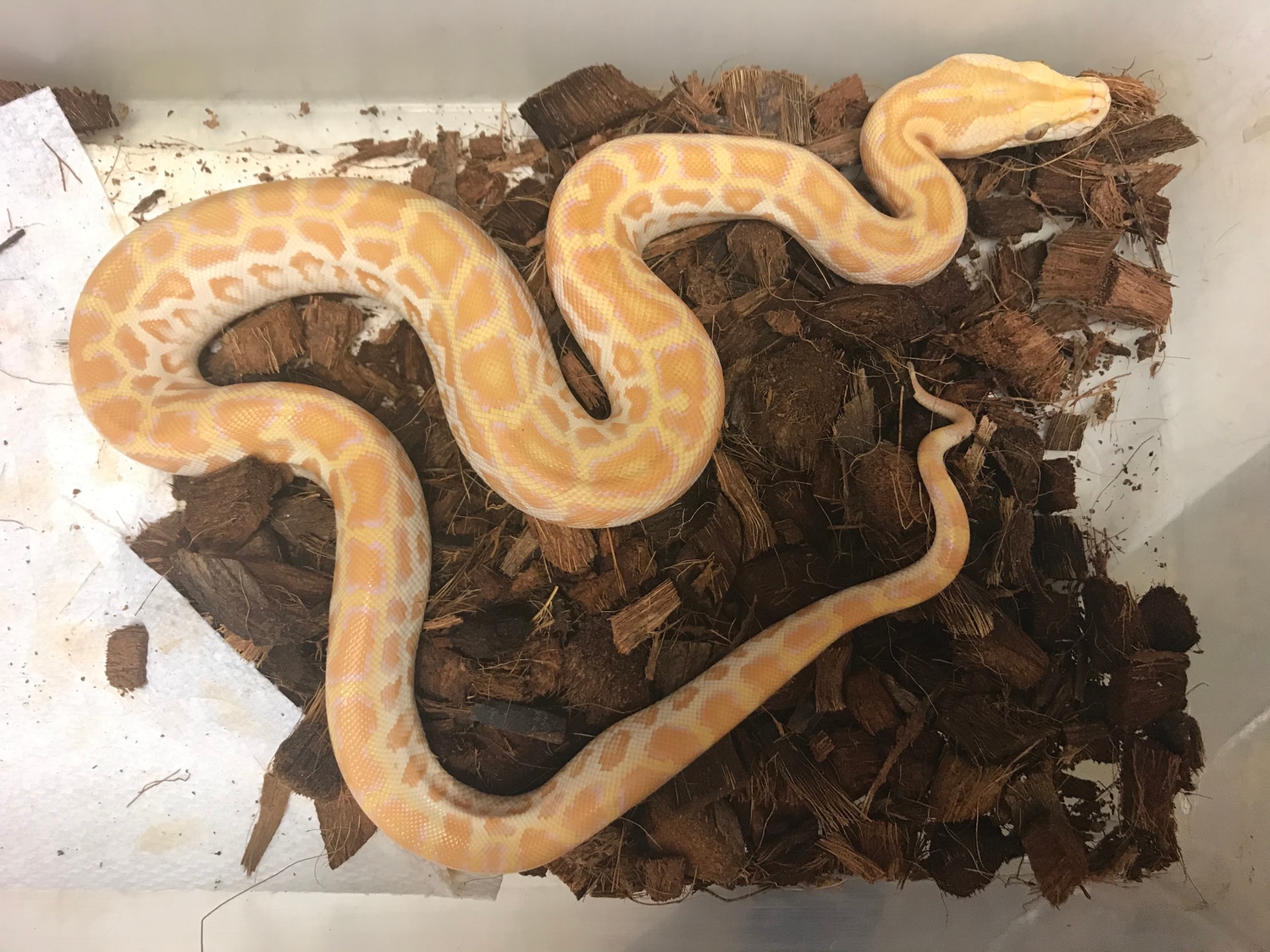 Pearl Burmese Python by Slitherpets - MorphMarket