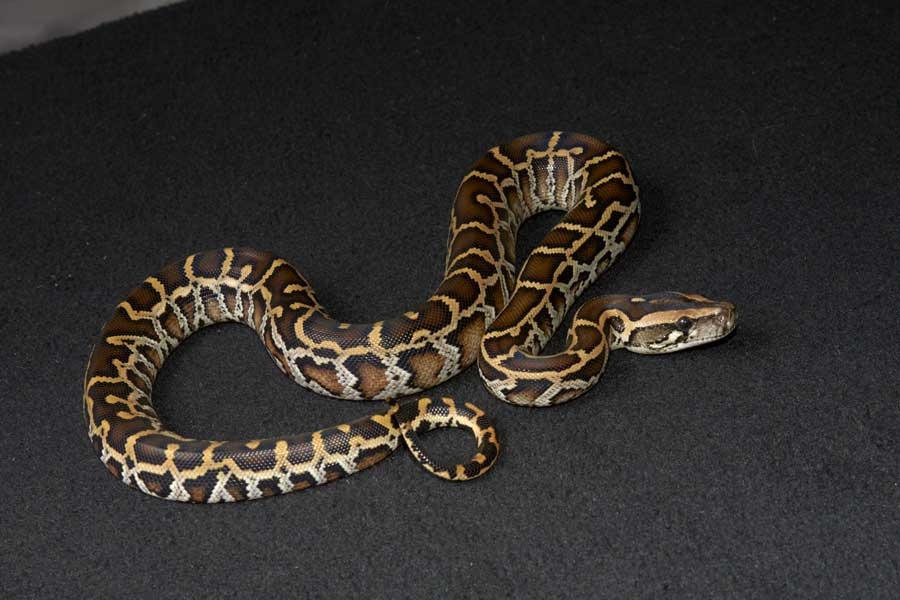 Het. Albino Burmese Python by Slitherpets - MorphMarket