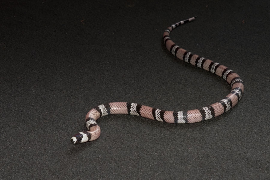 Anery Honduran Milk Snake by Slitherpets - MorphMarket