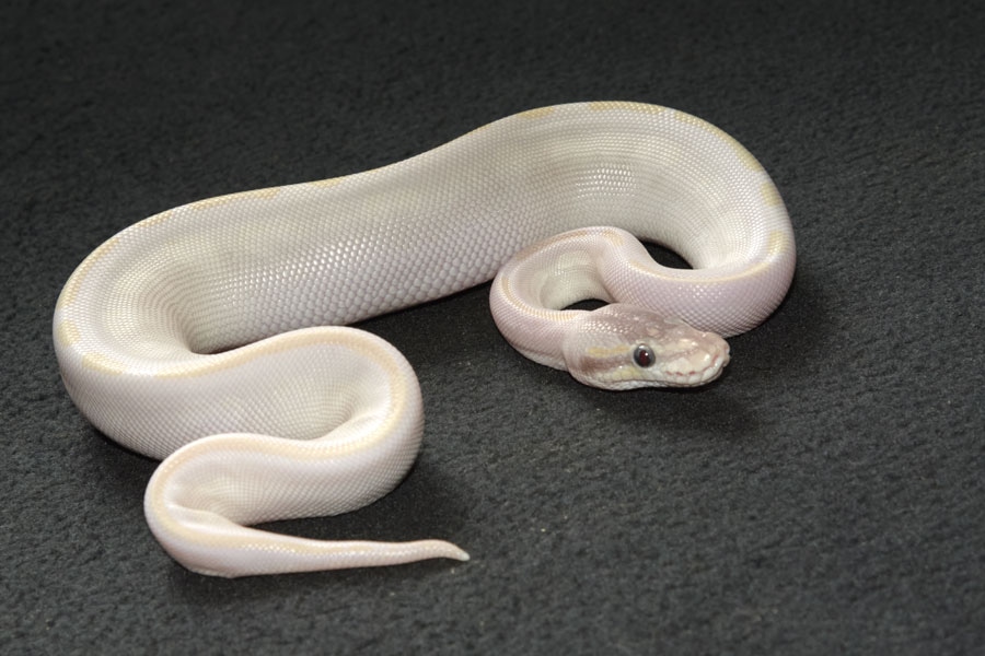 C.B. Phantom Russo Ball Python by Slitherpets - MorphMarket