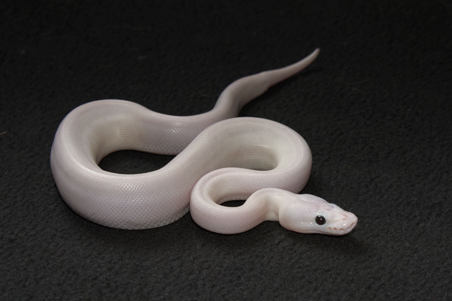 White Wedding Ball Python by Slitherpets - MorphMarket