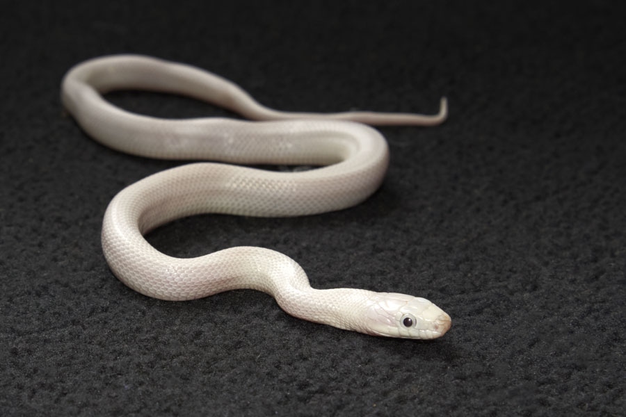 Leucistic Other Rat Snake by Slitherpets - MorphMarket